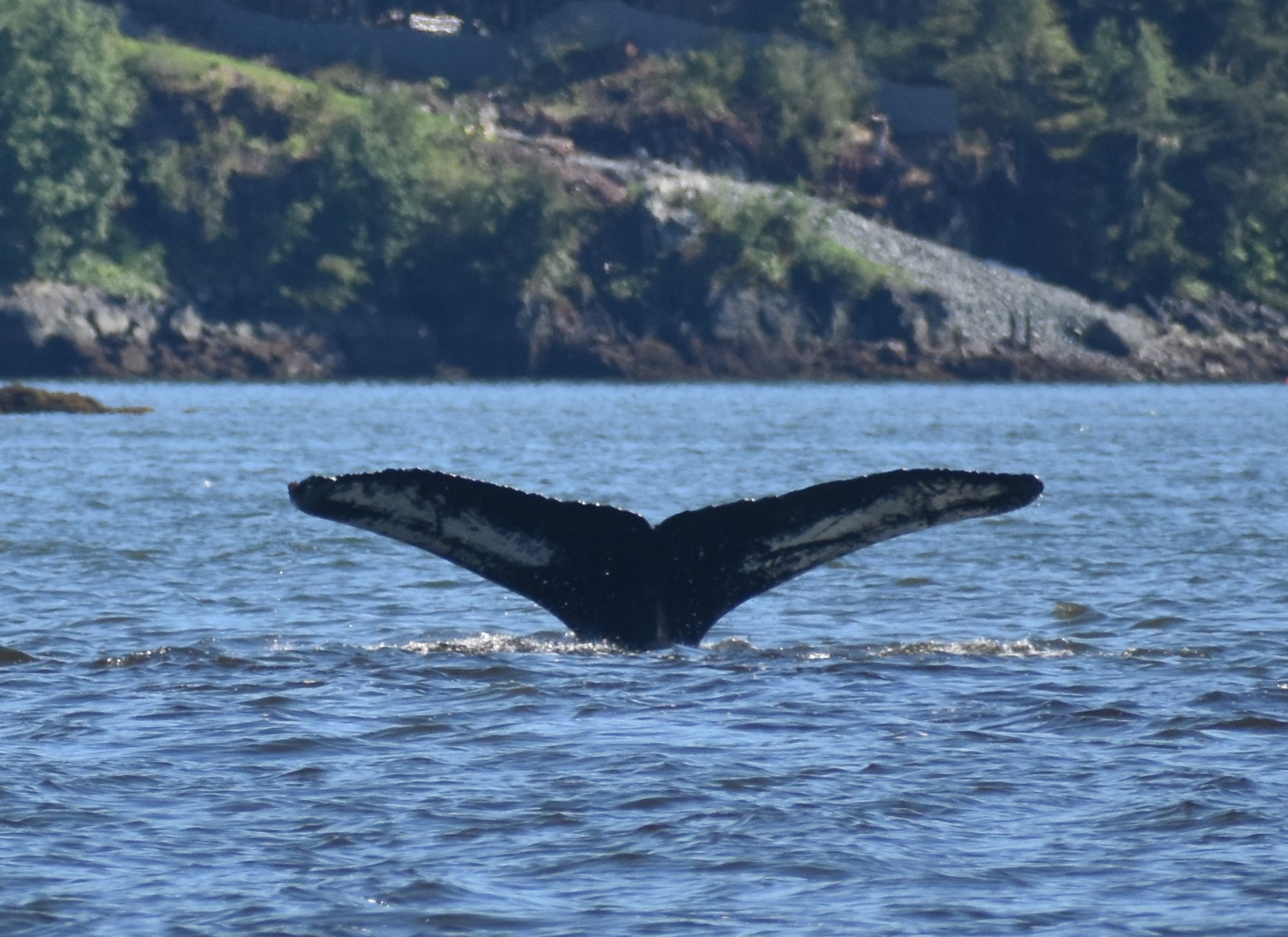 The Whalesong Podcast – WHALESONG